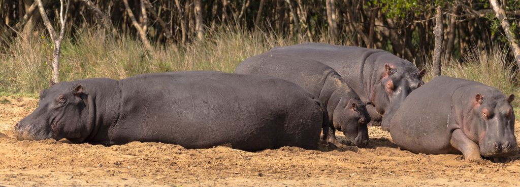 Largest Population of Hippos in South Africa has to be St Lucia KwaZulu ...